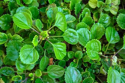 Embracing The Swedish Ivy Your New Houseplant Friend Outdoors Magazine