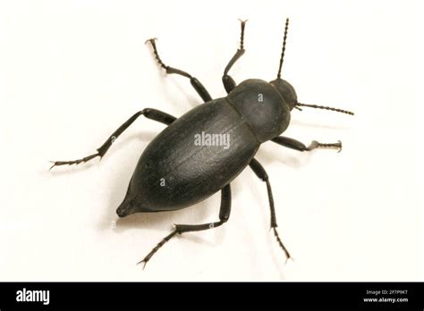 Giant Cellar Beetle Cut Out Stock Images And Pictures Alamy