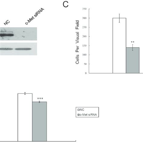 Downregulation Of C Met Inhibits Rpe Cell Proliferation And Migration Download Scientific