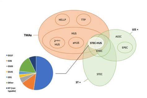 Nomenclature Of Thrombotic Microangiopathies And Pathogenic Escherichia