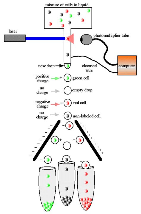 Facs Sorting Buffer Recipe Besto Blog