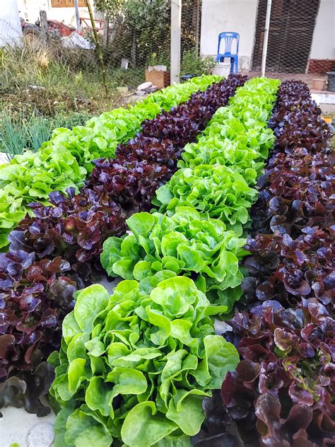 ຂ່າວສານກະສິກຳ ປ ຂ່າວສານກະສິກຳ ປ່າໄມ້ ແລະ ພັດທະນາ ຊົນນະບົດ