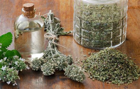 History Of Catnip Taking A Look At Its Past Catster