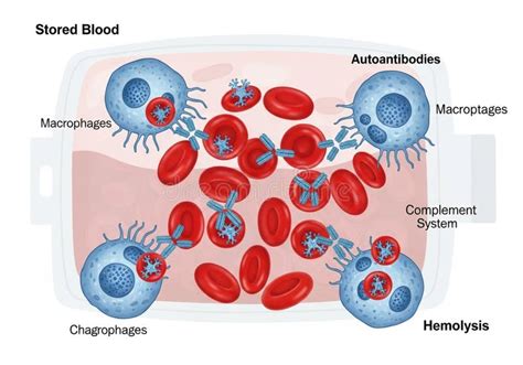 As Macropages And Chagrophages Are Large Blue Cells Engulfing Red