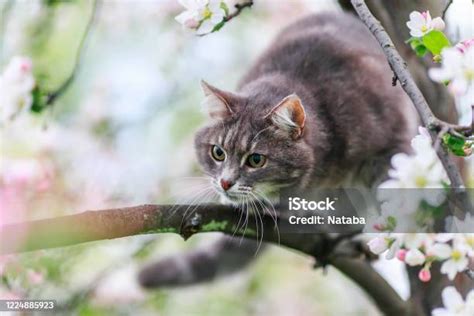 ลูกแมวนั่งอยู่ในสวนฤดูใบไม้ผลิท่ามกลางกิ่งไม้สีชมพูของต้นแอปเปิ้ลที่บานสะพรั่งและล่าส ภาพสต็อก