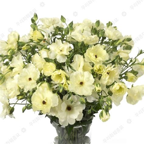 우리화훼종묘 쇼핑몰