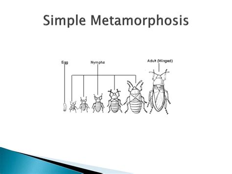Ppt Insect Metamorphosis Powerpoint Presentation Free Download Id