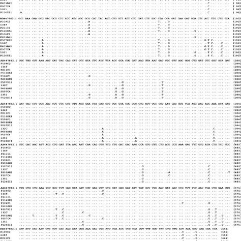 Nucleic Acid Sequence Alignment Of Pmra Gene Among Various Strains Of Download Scientific