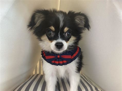 치와와믹스 남아 분양 399000 시츄무료분양 새끼고양이 강아지임시보호소 시츄분양가 시바 실버토이푸들 랙돌고양이 빠삐용강아지 강아지무료분양 고양이무료분양 도그마루