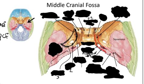 Middle Cranial Fossa Diagram Quizlet