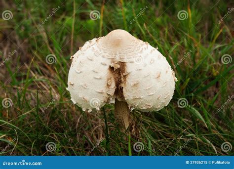 Seta Divertida Imagen De Archivo Imagen De Saco Divertido 27936215