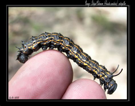 Orange Striped Oakworm Moth Caterpillar By Leeco