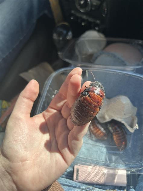 Got 7 New Friends At An Exotic Pet Expo Today I Absolutely Love Them