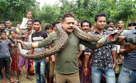 Bengal Forest Ranger Sanjay Dutta Nearly Choked By Python After Capturing It