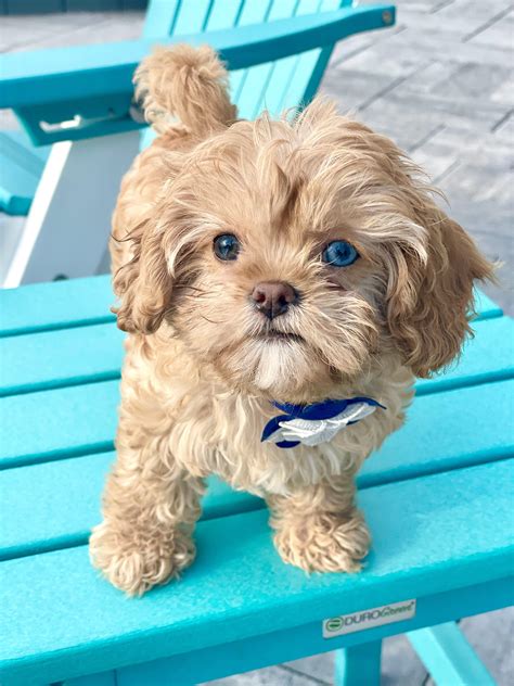 Oc Meet Koda Our New 8 Week Old Cavapoo Rpics