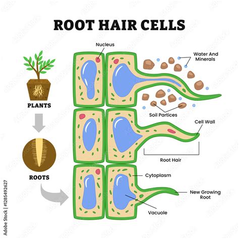 Root Hair Cells Structure Anatomy Root Hair Cell Collecting Mineral