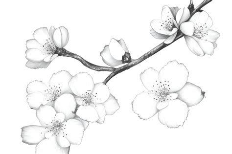 Premium Photo Sakura Branch In Black And White Colors Imitation