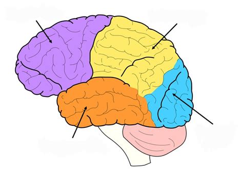 Brain Diagram Quizlet