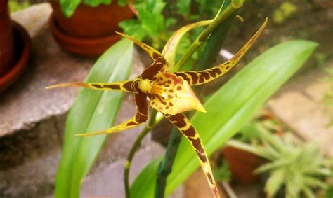 Brassia Brassia Orchidee Brassia Orchidee
