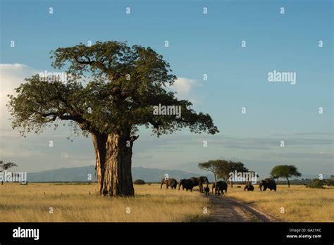 African Elephants Loxodonta Africana Africana At A Baobab Tree