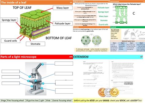 Ks3 Or Ks4 Leaf Structure Teaching Resources