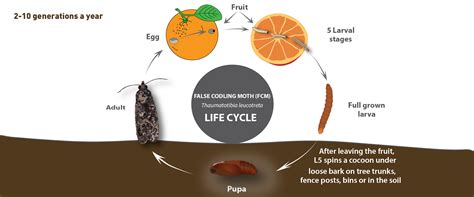false codling moth life cycle biobee