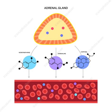 Stress Response Illustration Stock Image F0377887 Science Photo