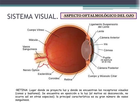 Retroalimentacion De La Psicologia El Sistema Visual