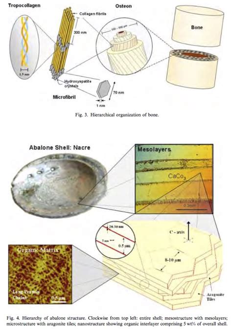 Abalone Shell Structure
