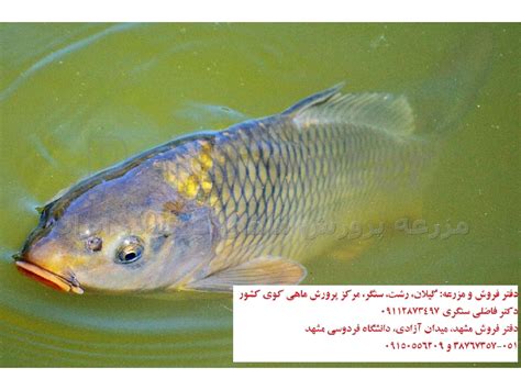 پخش لارو و بچه ماهی گرمابی گوشتی کپور و آمور تکثیر م