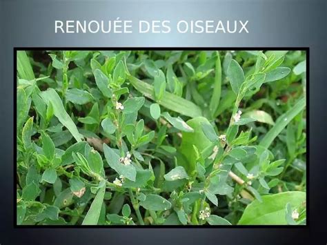 Les Principales Adventicespptx Fichier Pps