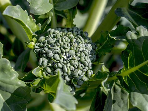 When To Plant Broccoli Timing By Zone And Season