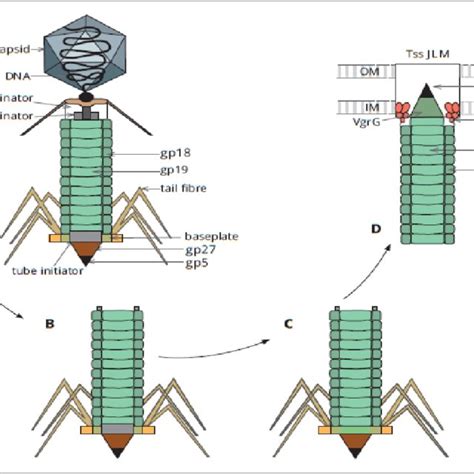 The Environmental Impact Of The Type Six Secretion System T6ss