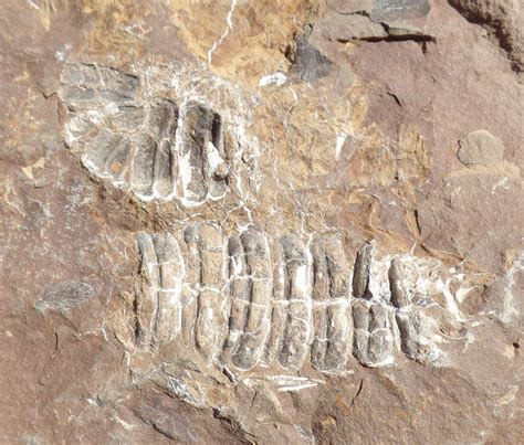 Carboniferous Nodule Fossil Id The Fossil Forum