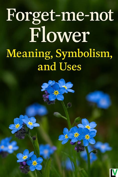 Forget Me Not Flower Meaning Symbolism And Uses What Does A Forget