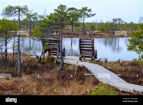 Wooden Bench Swamp Landscape Swamp Vegetation Painted In Autumn