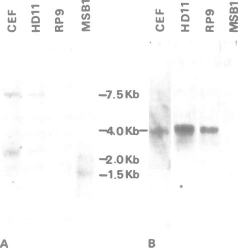 Rna Blot Hybridization Polya Selected Rna 35 50 Fig Isolated From