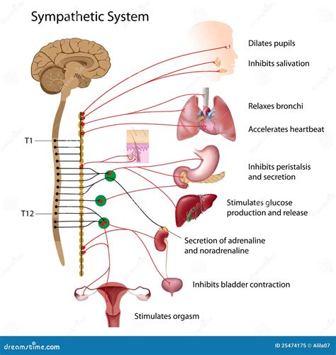 Sympathetic System Stock Vector Illustration Of Medical 25474175