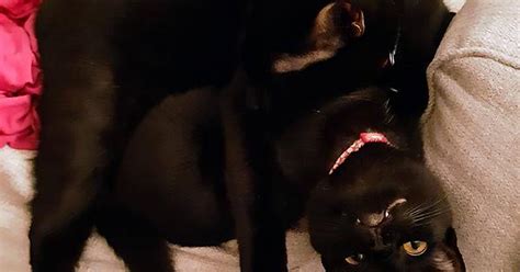 Pile Of Gremlins Imgur