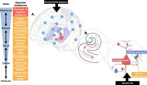 Hippocampal Circuit Dysfunction In Psychosis Pmc
