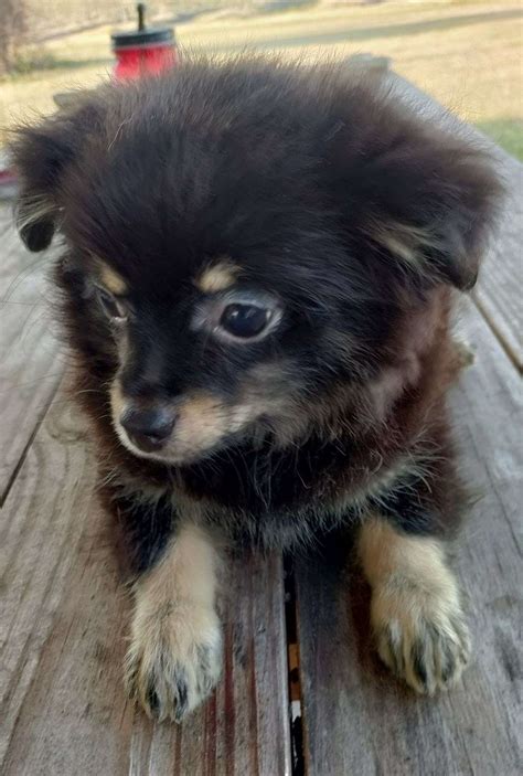 Adorable Pomchi Puppies