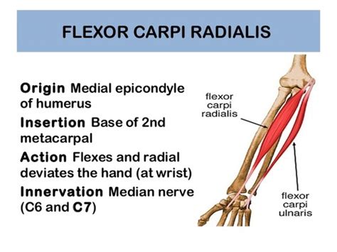 Extensor Digitorum Origin And Insertion