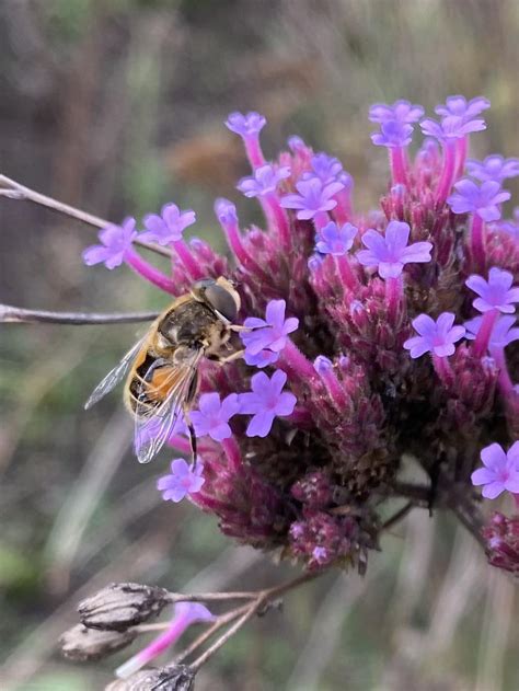 Is This A Bee R Bees