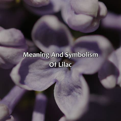 Lilac Meaning And Symbolism Color Symbolism Flower Meanings Lilac