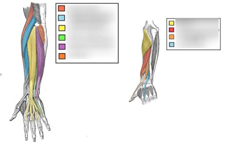 Diagram Of Muscles Of The Posterior Forearm Extensors Quizlet