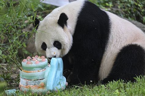 旅美大熊猫“美香”迎来25岁生日 搜狐大视野 搜狐新闻