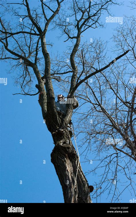 Man Cutting Tree Stock Photo Alamy