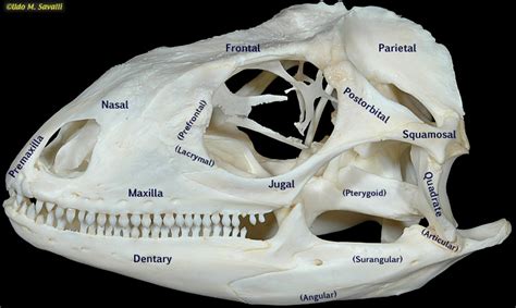 Lizard Skeleton Diagram