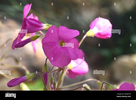 Oxalis Purpurea Purple Woodsorrel Flowers Grown In The Alpine House