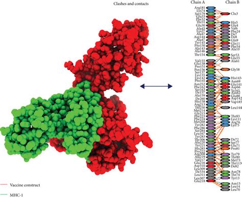 interaction of vaccine construct with mhc i construct the red part is